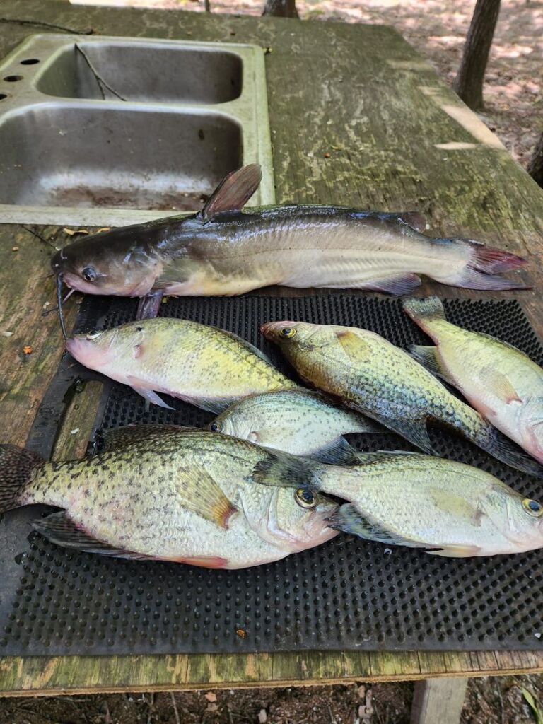 Fishing Photos | Greers Ferry Walleye Club Club